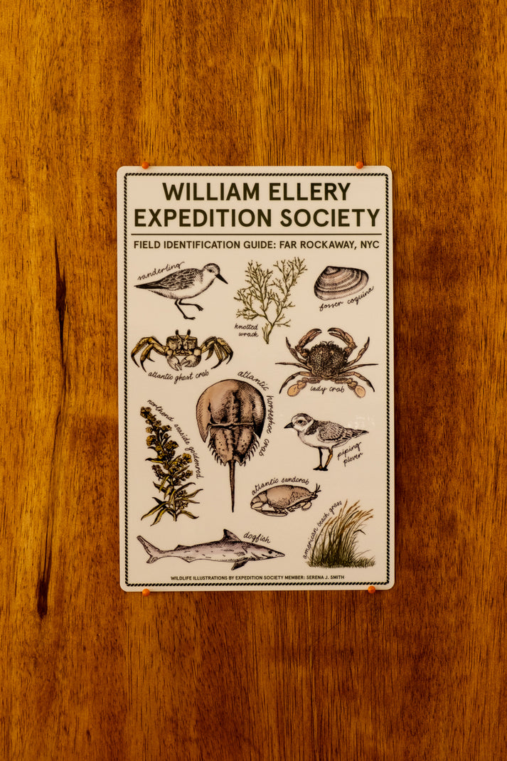Field Identification Guide: Far Rockaway, NYC – William Ellery